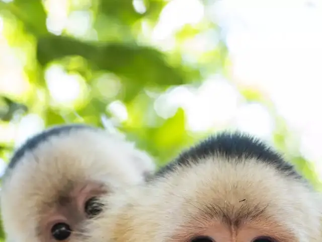 Monkey Day 2022: Monkey Day: Here’s when it is celebrated - The ...