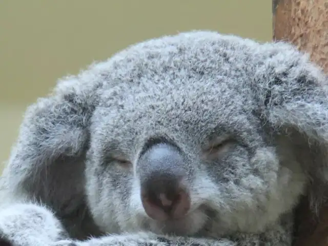 Sea cow: Dugong: Sea cow that inspired mermaid tales declared extinct ...