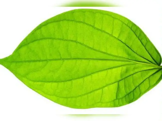 New software to calculate leaf area from digital images - The Economic ...