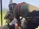 Manipur: Indian Army’s K9 Warriors conduct high-risk slithering drill ...